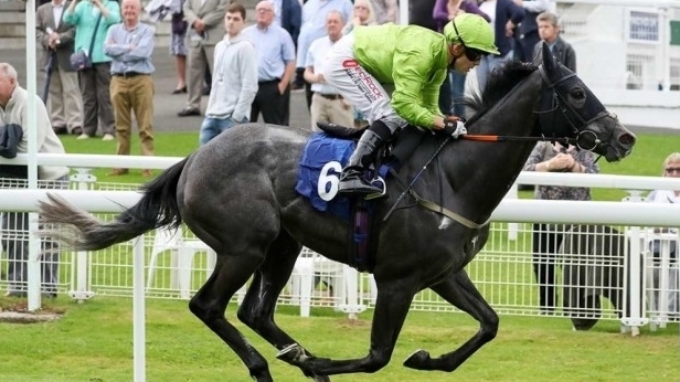 Tim Easterby | Racehorse Trainer | Habton Grange