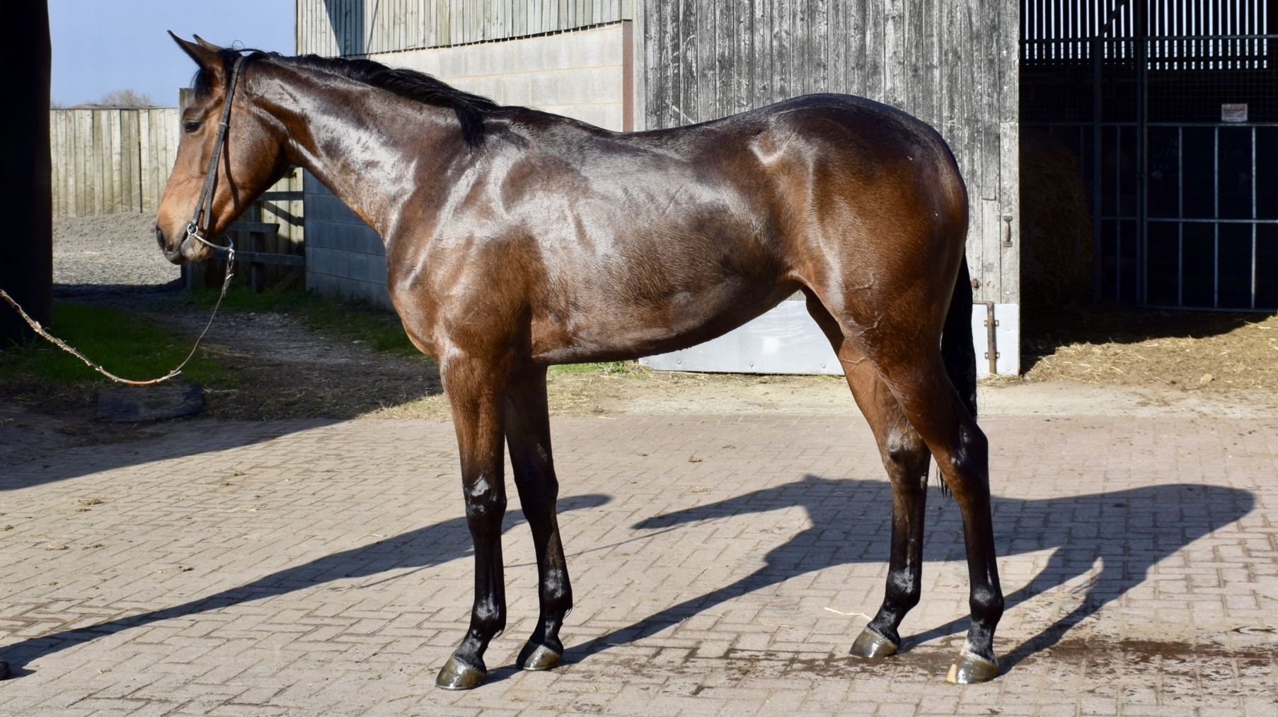 Tim Easterby | Racehorse Trainer | Habton Grange