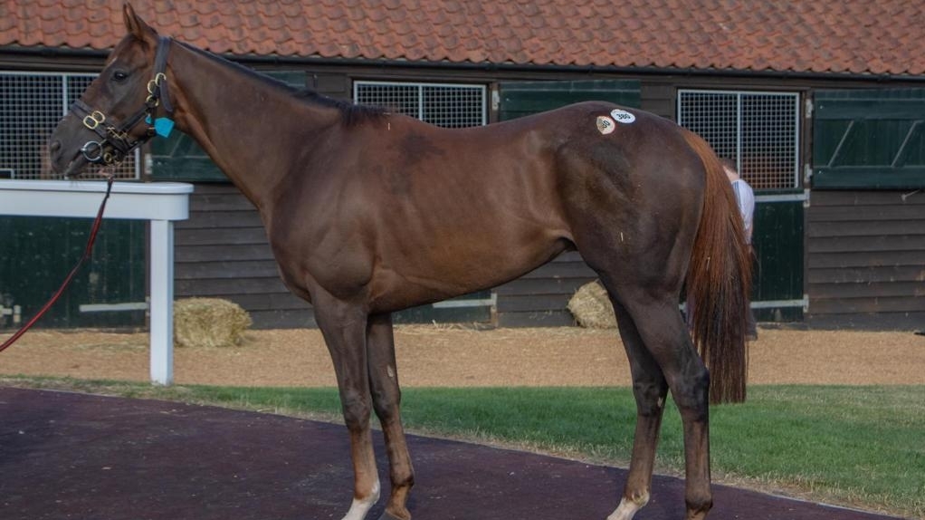 Tim Easterby | Racehorse Trainer | Habton Grange