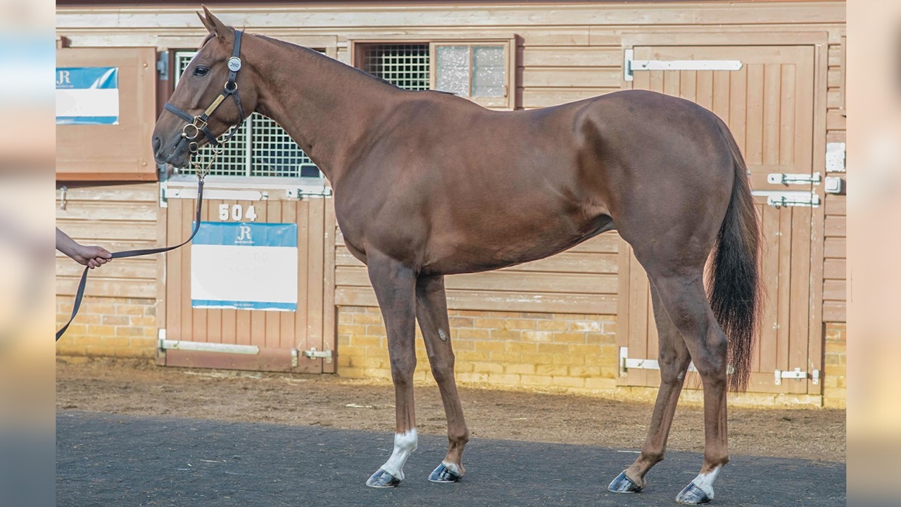 Tim Easterby | Racehorse Trainer | Habton Grange