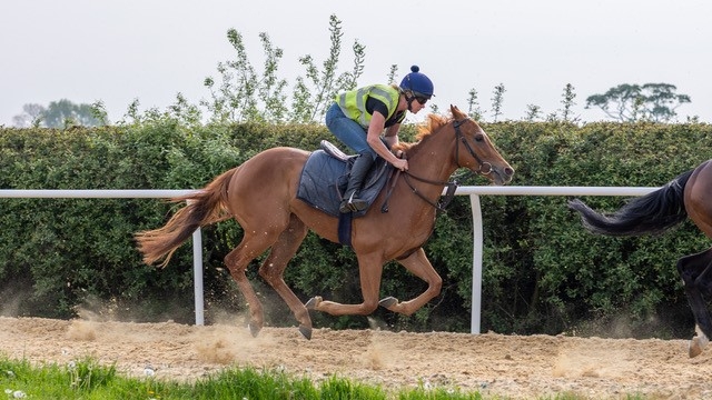 Tim Easterby | Horses For Sale